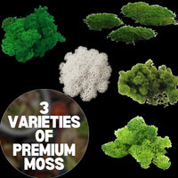 Moss Wall Kit – The Botaness